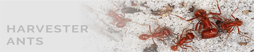 Kinds of Ants: Identifying Common Ants in Oregon | Bug Zapper Pest Control